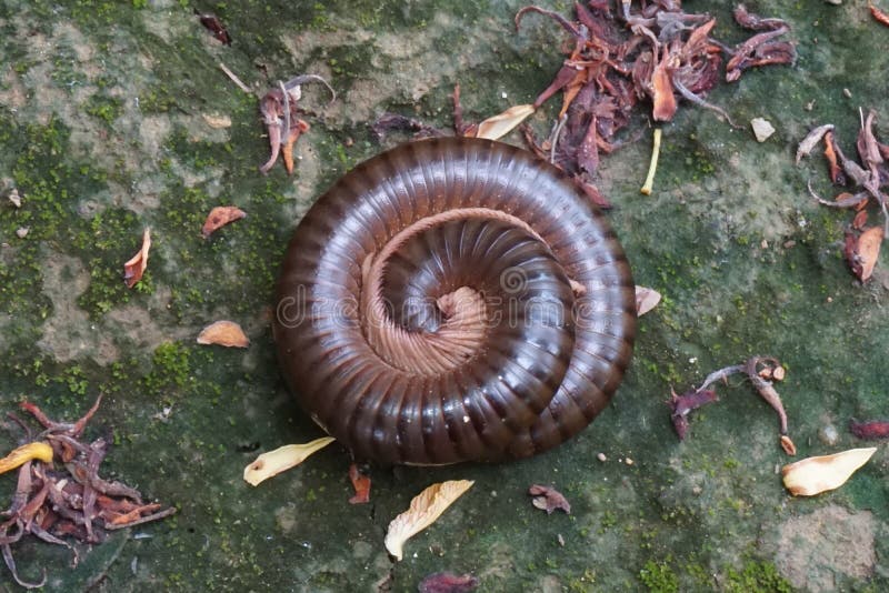 Duizendpoot In Het Tropische Regenwoud Stock Afbeelding - Afbeelding ...