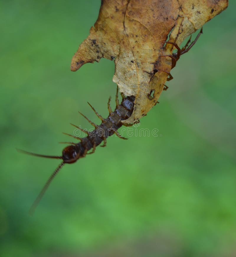 Duizendpoot op een blad stock afbeelding. Image of dier - 61316327
