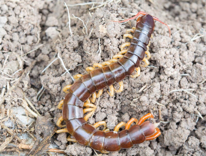 De Duizendpoten, Giftig Dier En Konden Een Pijnlijke Beet Opleggen ...