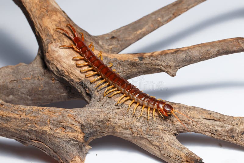 Duizendpoot stock foto. Image of achtergrond, schepsel - 65336474