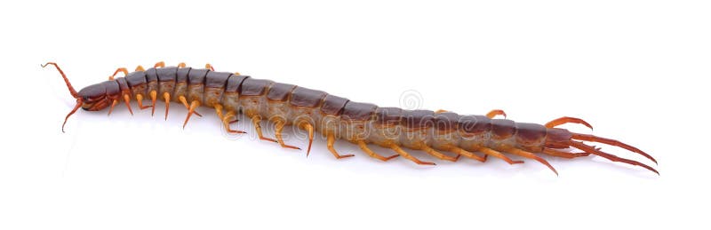 Duizendpoot Op Witte Achtergrond Stock Afbeelding - Image of nave ...