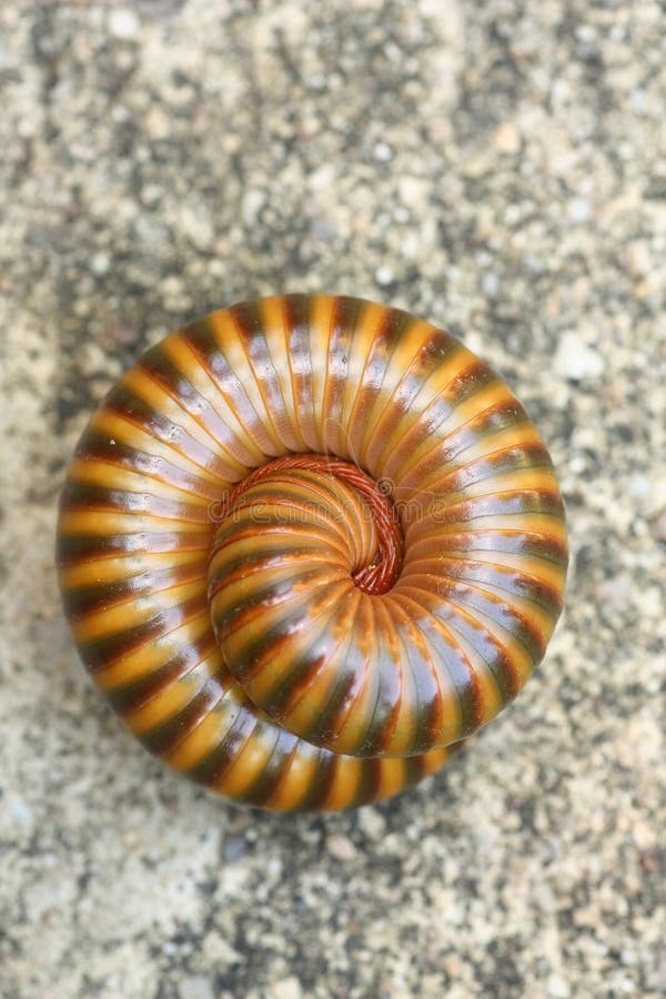 Duizendpoten stock foto. Image of duizend, benen, biologie - 32292900