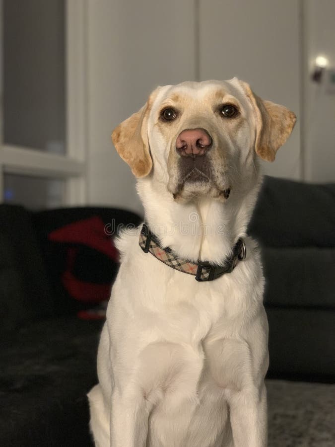 Duke Dog Stock Photos - Free & Royalty-Free Stock Photos from Dreamstime