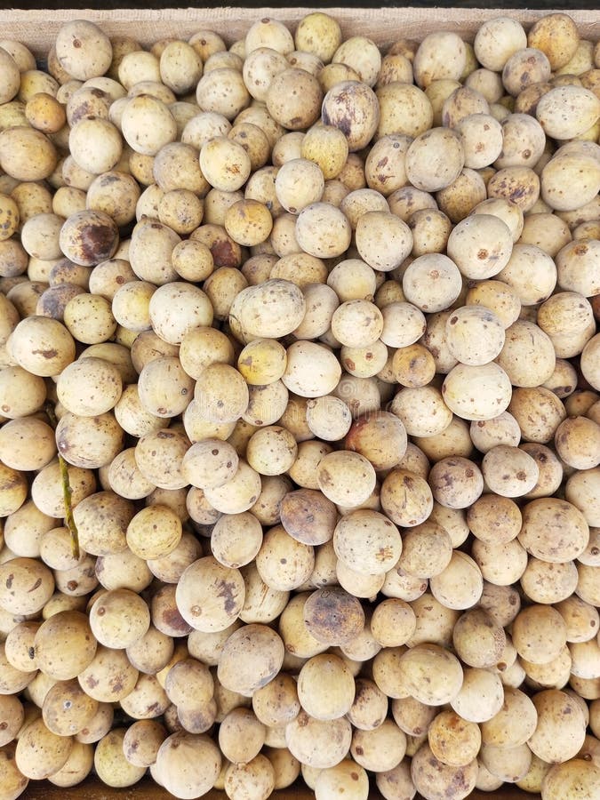 Duku fruit stock photo. Image of plant, farmer, house - 343036422