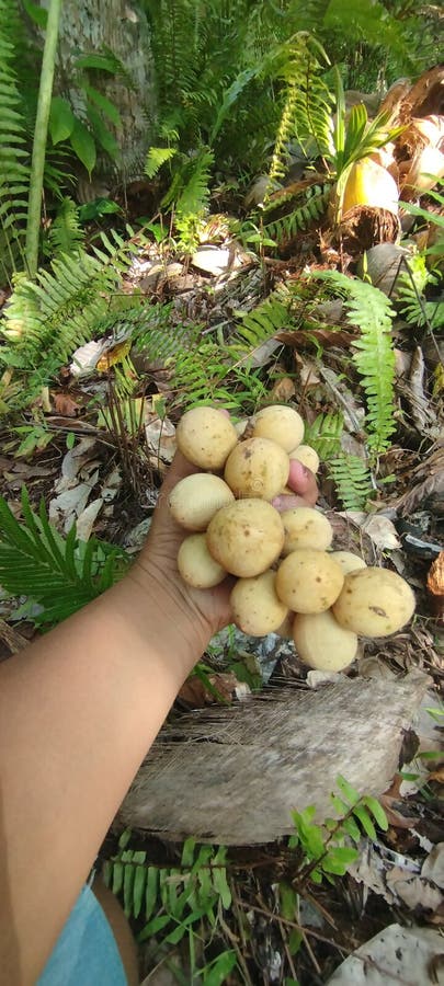 Duku fruit harvest stock image. Image of fungus, soil - 336215685
