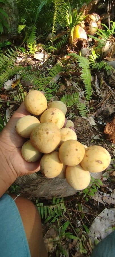 Duku fruit harvest stock photo. Image of woodland, soil - 336215696