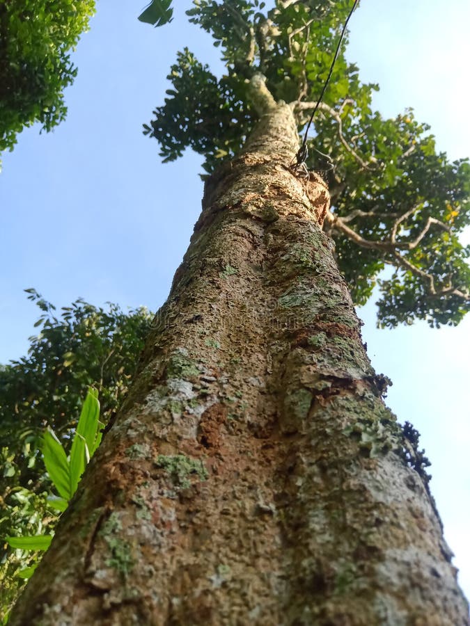 Duku Fruit Trees that are More Than Ten Years Old Stock Photo - Image ...