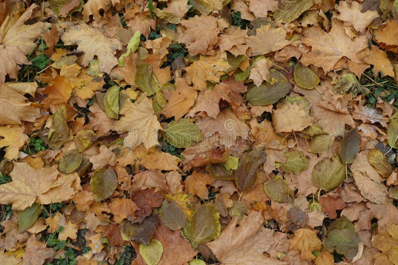 Dull Brown Fallen Leaves of Maple on the Ground Stock Image - Image of ...