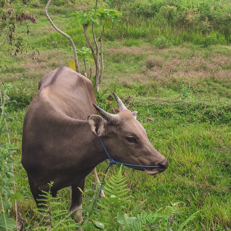 Dull cow on green field stock image. Image of dullcow - 389525473