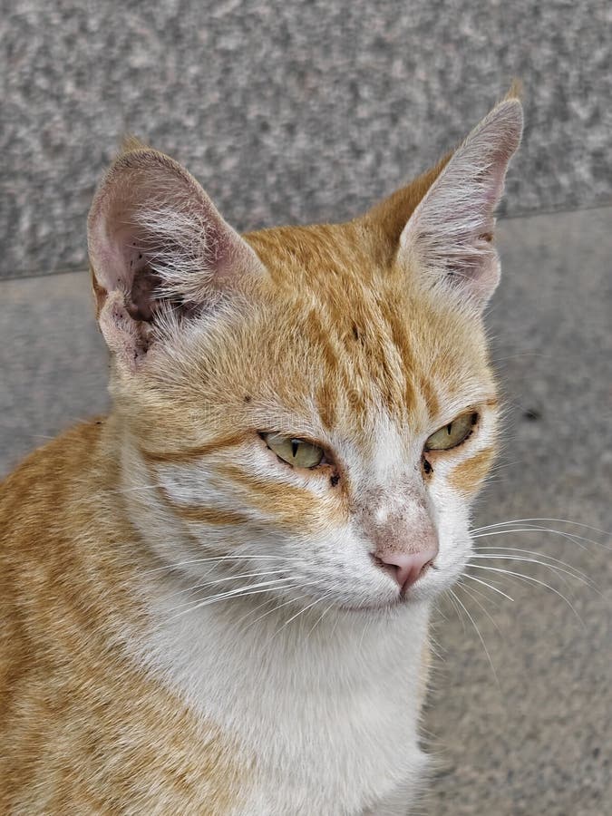 Dull face with great look stock photo. Image of dull - 323324236