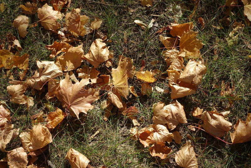 Dull Maple Leaves Falling To the Ground Stock Photo - Image of fall ...