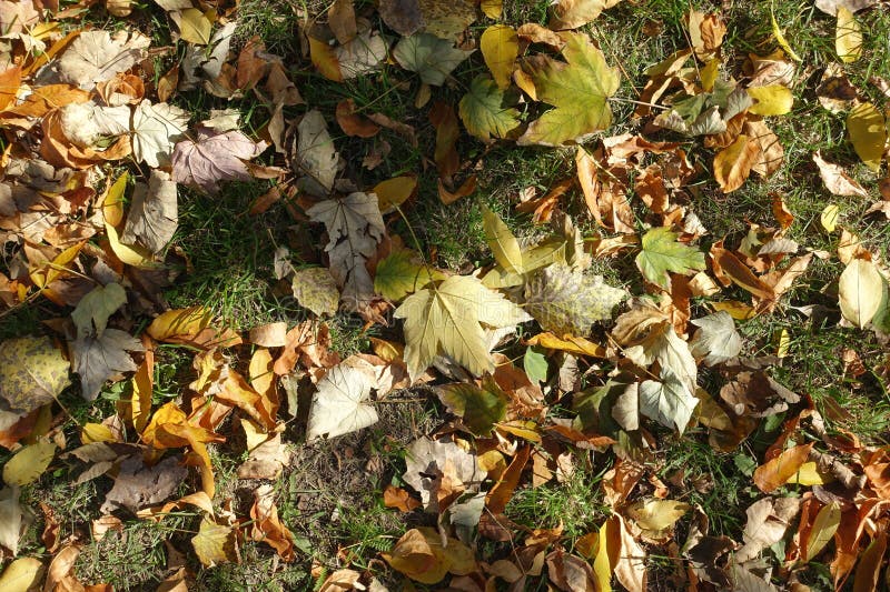 Dull Grass Covered with Fallen Leaves in October Stock Photo - Image of ...