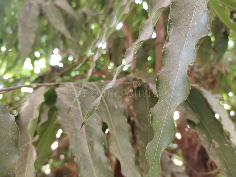 The dull leaves stock image. Image of nature, leaves - 224282849