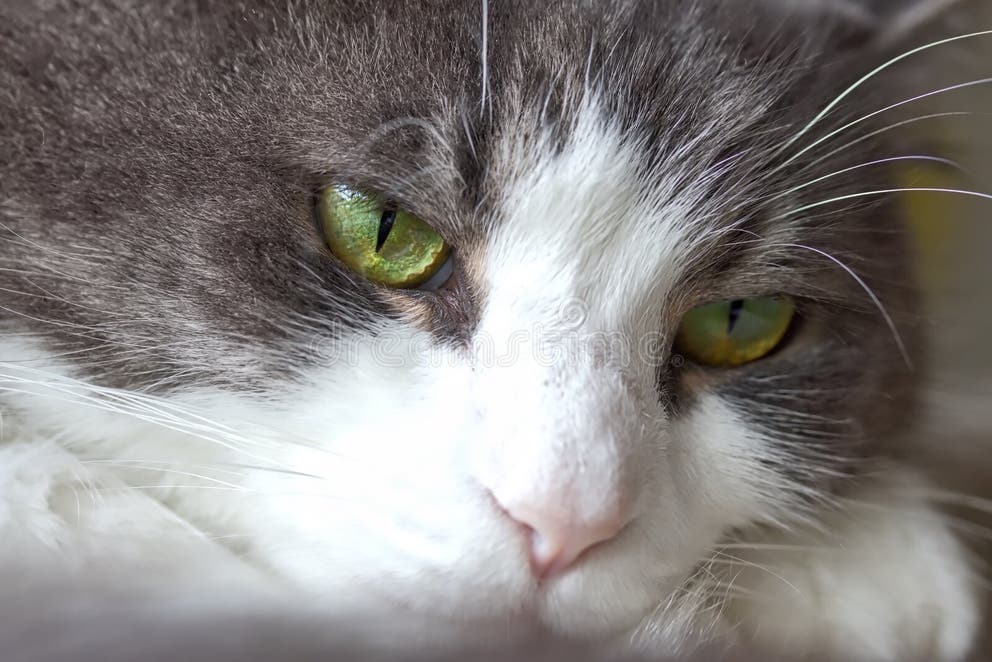 Dull Looking Cat foto de archivo. Imagen de mascota, mullido - 77281040