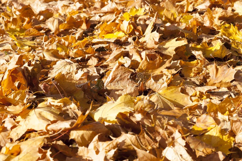 Dull Maple Leaves Falling To the Ground Stock Photo - Image of ...
