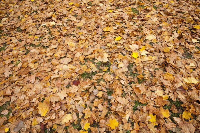 Dull Maple Leaves Falling To the Ground Stock Photo - Image of fall ...