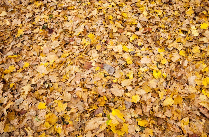 Dull Maple Leaves Falling To the Ground Stock Image - Image of colorful ...