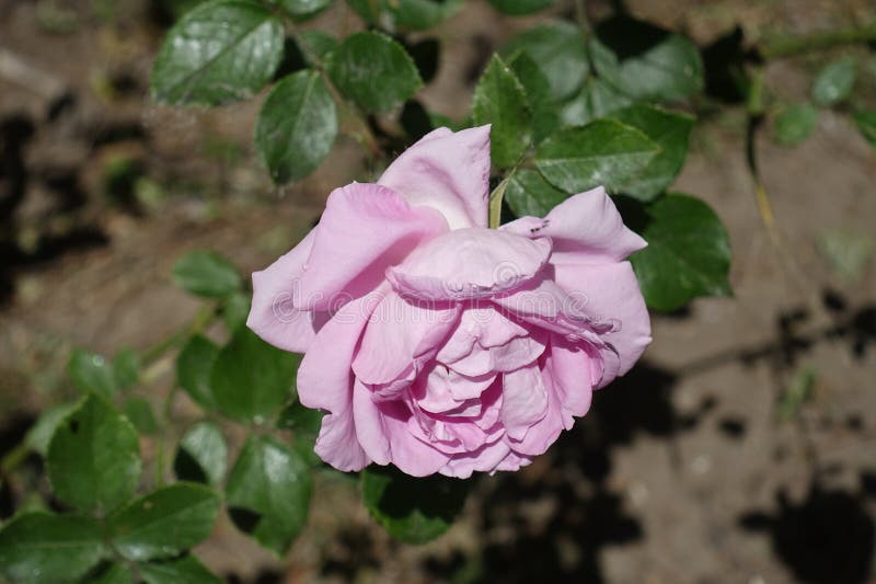 Dull Pink Flower of Rose in June Stock Photo - Image of blossom, twig ...