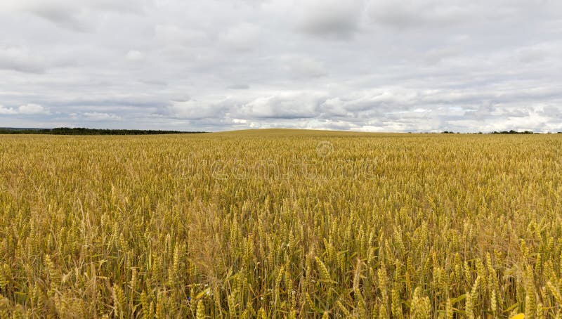 Dull and rainy weather stock image. Image of farm, chaff - 129407011