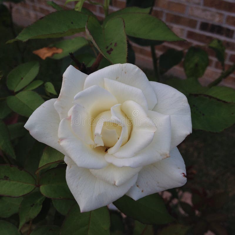 Dull white rose in morning stock image. Image of gothic - 170871431