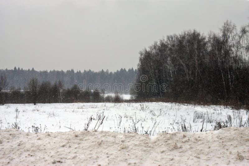 Dull winter landscape stock image. Image of forest, blizzard - 266261109