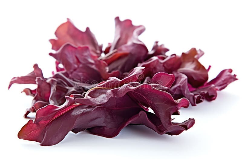 Dulse Algae Stock Illustrations – 62 Dulse Algae Stock Illustrations ...