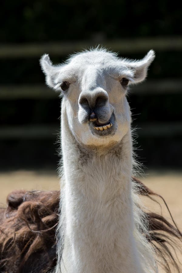 1+ Talking llama Free Stock Photos - StockFreeImages