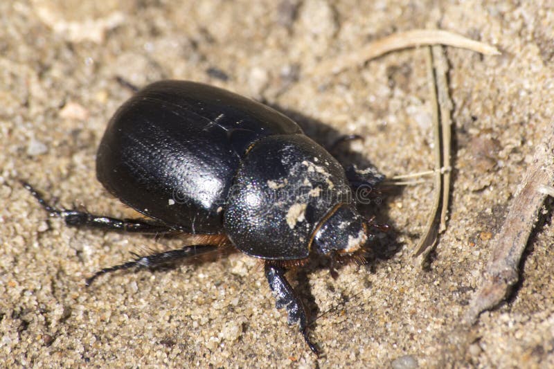 The Dumb Bug (Pentodon Idiota Stock Image - Image of branch, leaf ...