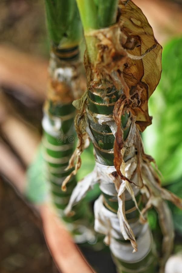 Dumb came tree stock image. Image of nature, wildlife - 236648777