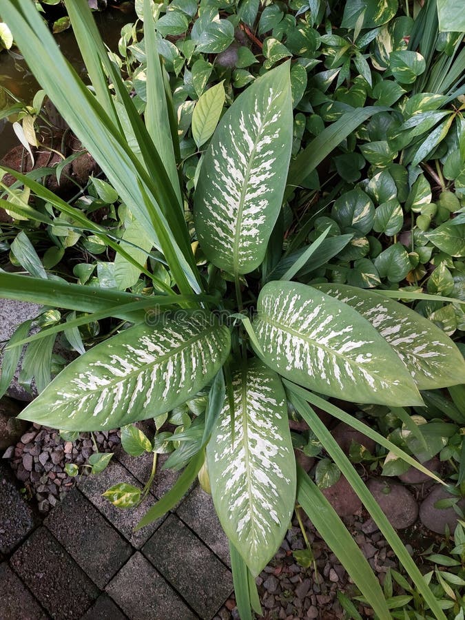 Cane flowers stock image. Image of farm, rural, lilac, sugar - 138169
