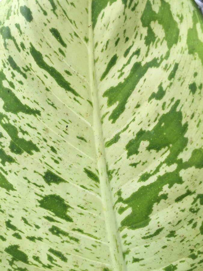 Dumb Cane leaf stock image. Image of tree, nature, dumb - 52800693