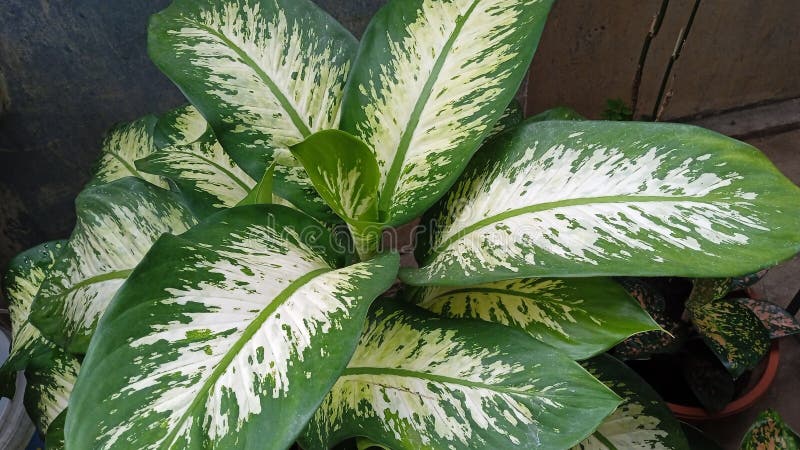 Dumb cane or leopard lily stock photo. Image of plants - 295595766