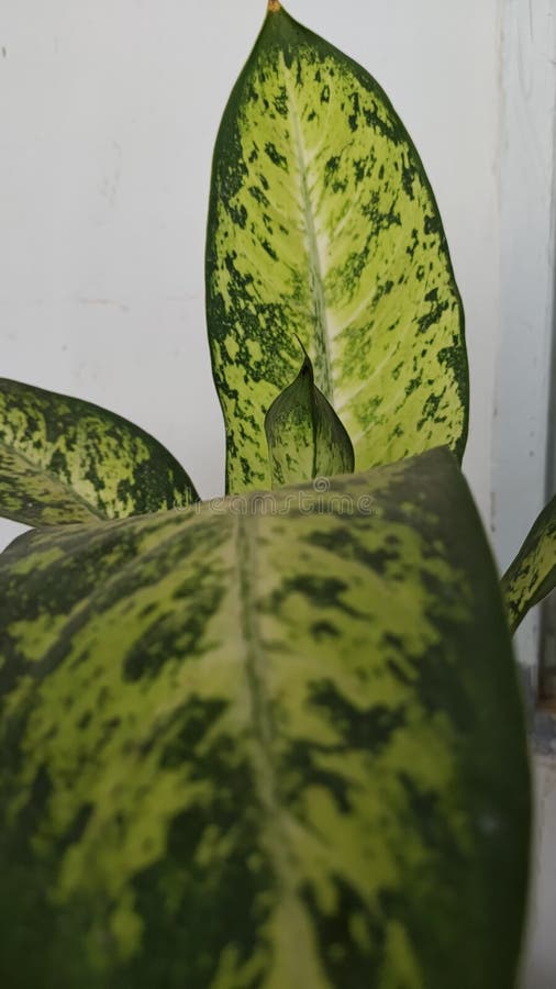 Dumb Canes Dieffenbachia Plant Close Up Stock Photo - Image of carving ...