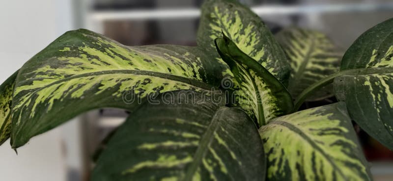 Dumb Canes Dieffenbachia Plant Close Up Stock Image - Image of insect ...