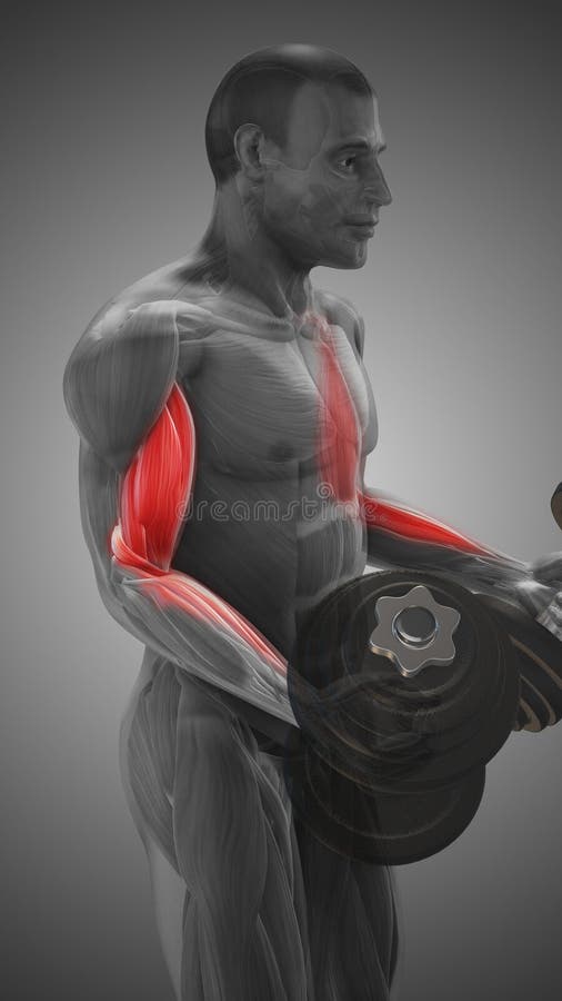 Dumbbell Curl with Highlighted Arm Muscles Stock Illustration ...