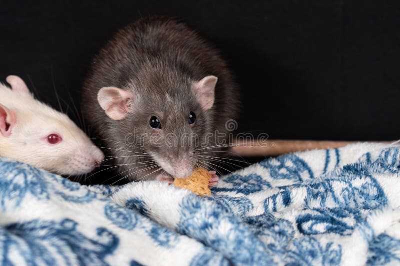 Dumbo pet rat stock photo. Image of black, norvegicus - 321980126
