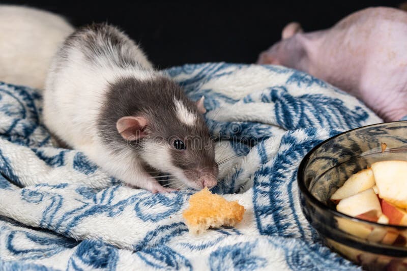 Dumbo pet rat stock image. Image of dumbo, rodent, cute - 321980157