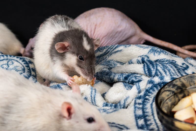 Dumbo pet rat stock image. Image of black, portrait - 321980205