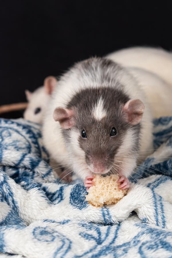 Dumbo pet rat stock photo. Image of portrait, fluffy - 321980258