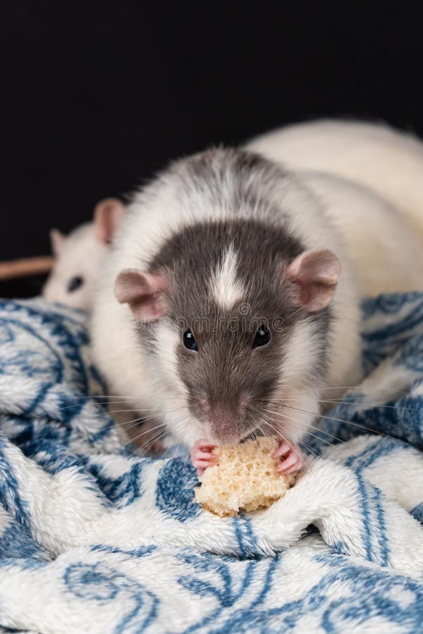 Dumbo pet rat stock image. Image of dumbo, gray, husky - 321980273