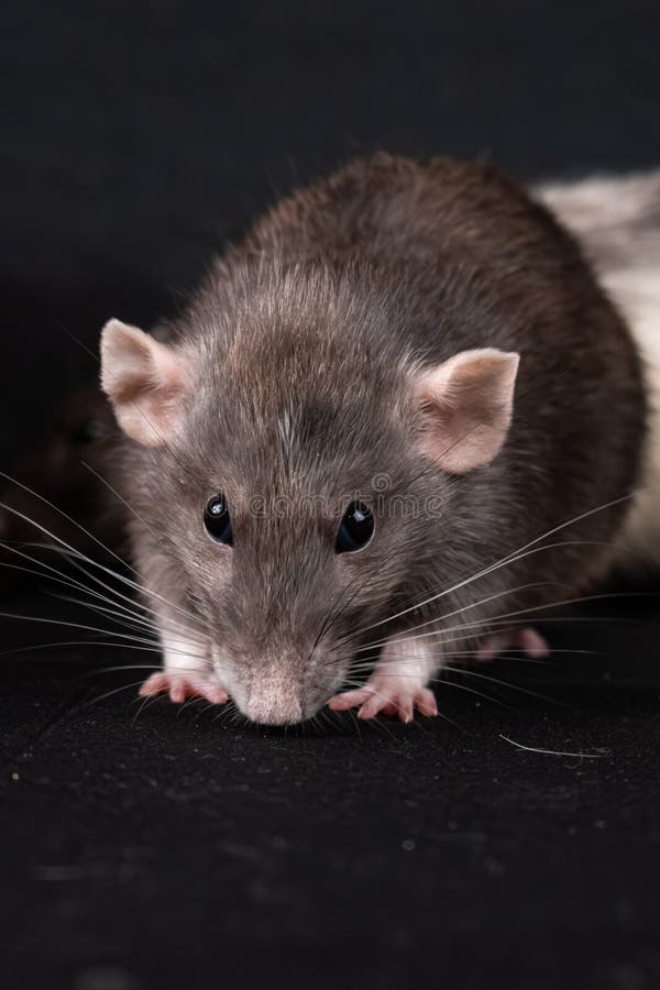 Dumbo pet rat stock photo. Image of rodent, whisker - 321980422