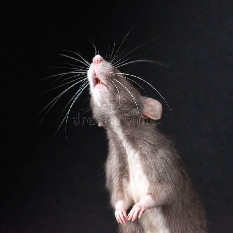 Dumbo pet rat stock image. Image of adorable, tail, dumbo - 321981015