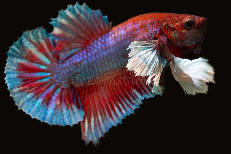 Dumbo plakat betta fish stock photo. Image of betta - 136704362