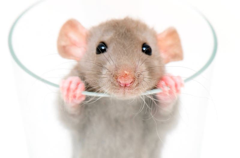 Cute Dumbo Rats