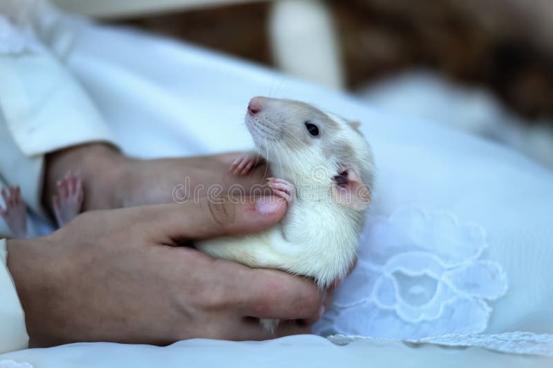 Dumbo Rat Looking Up at the Owner Stock Image - Image of animal, mammal ...