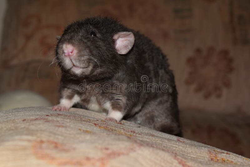 Dumbo rat stock image. Image of smile, dumbo, cute - 114079825