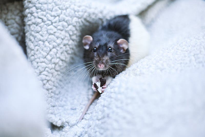 1,083 Dumbo Ratte Fotos - Kostenlose und Royalty-Free Stock-Fotos von ...