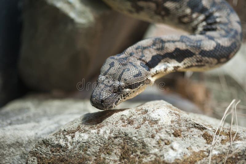 Dumeril S Boa Acrantohpis Dumerili Stock Image - Image of dumerils ...
