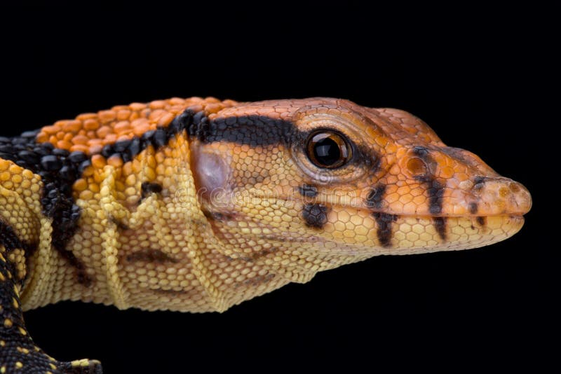 Dumeril`s Monitor, Varanus Dumerilii, Adult with Tongue Out, Hunting ...