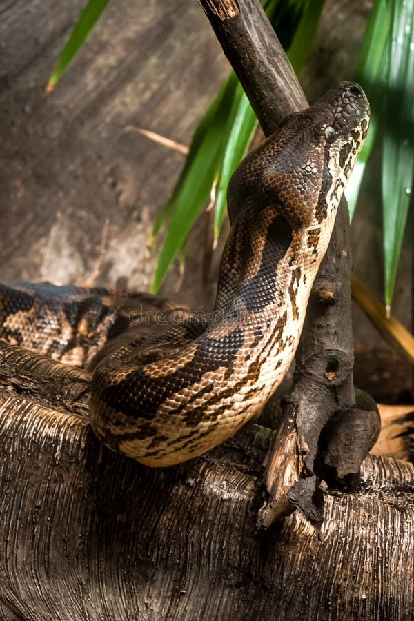 Dumeril snake stock photo. Image of aggression, snake - 55726620